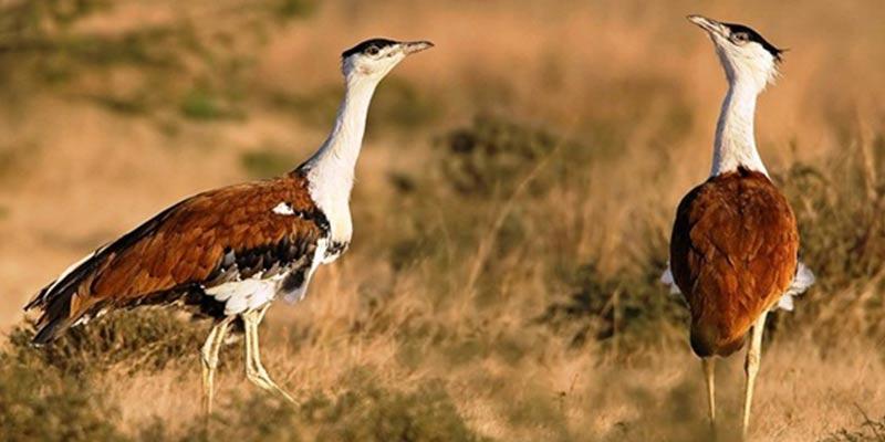 Explainer / Protection of Great Indian Bustards | Great Indian Bustard ...