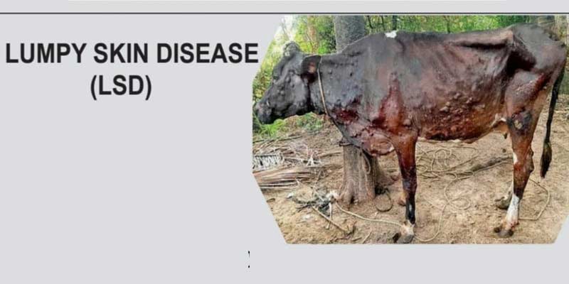 Explainer / Lumpy Skin Disease | animal husbandry | health