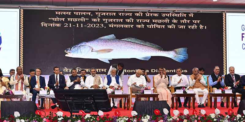 ‘Ghol’ named state fish of Gujarat