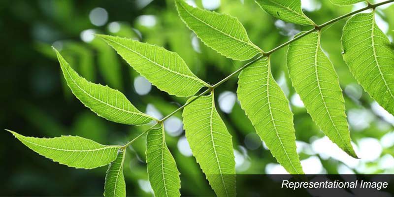 Dieback disease hits neem trees in Telangana | Telangana
