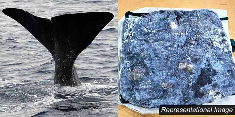 What is ambergris or “floating gold”? | species | environment